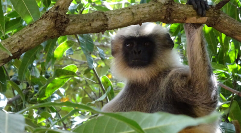 Wasgamuwa National Park | Safari | Veelzijdig Sri Lanka